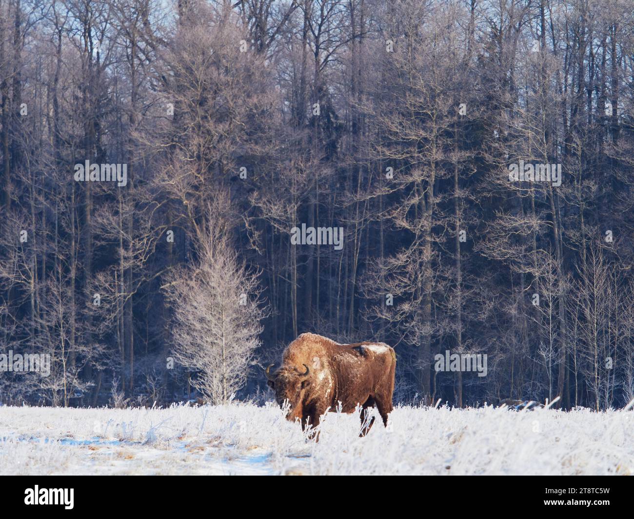 Bialowieza forest bison winter hi-res stock photography and images - Alamy