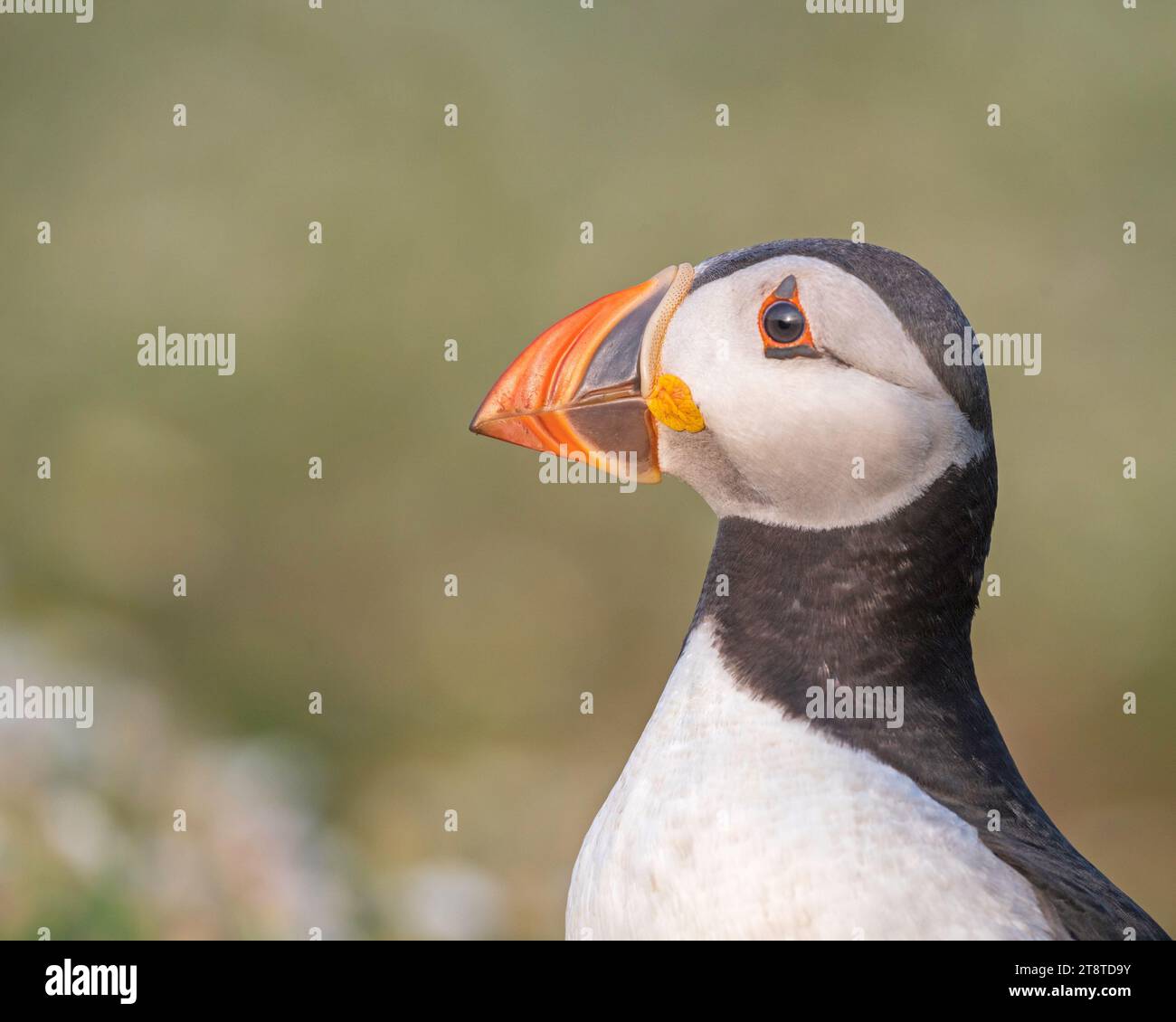 Close up head shot of a puffin on the ground at The Wick on Skomer ...