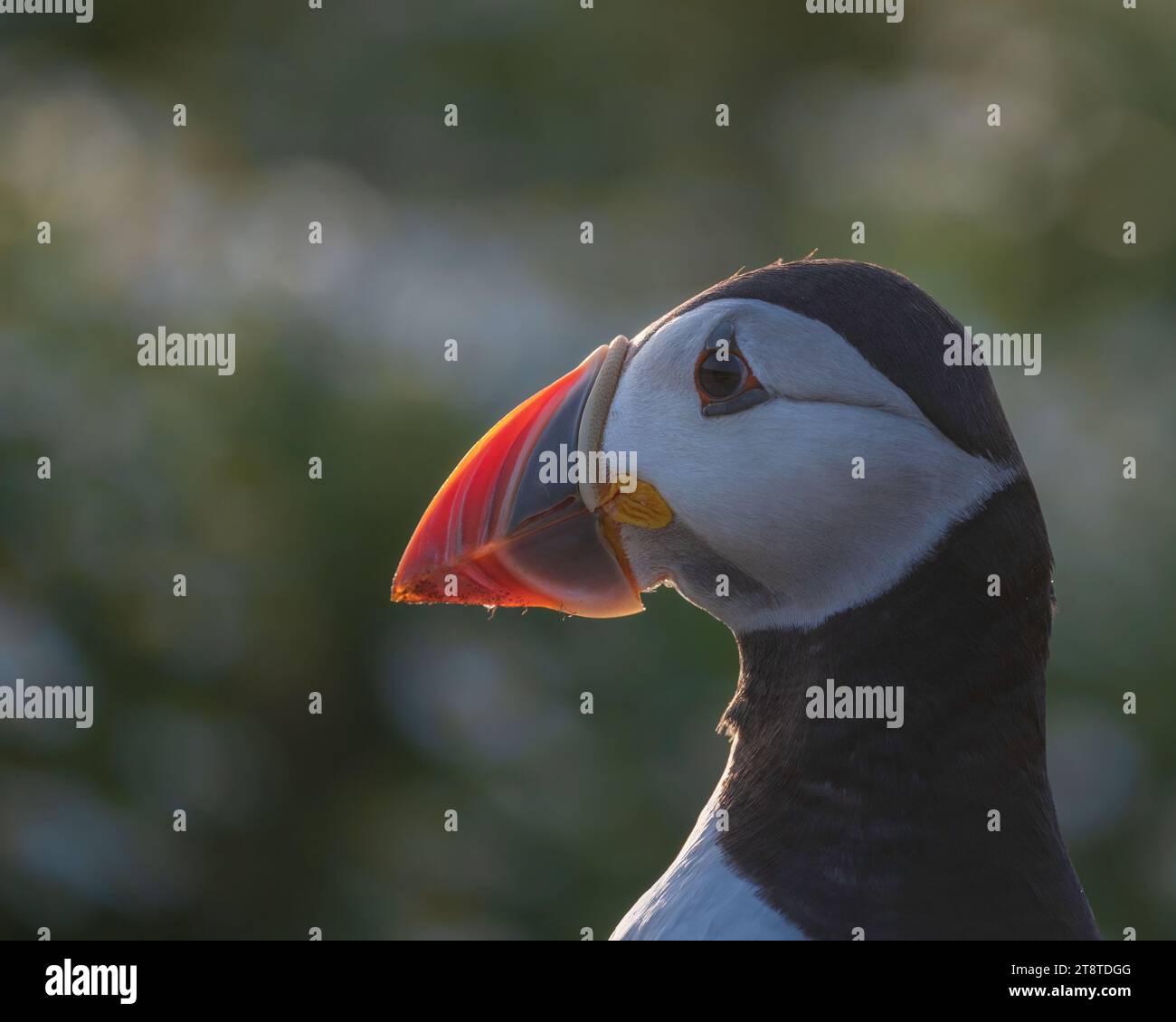 Close up head shot of a puffin on the ground at The Wick on Skomer ...