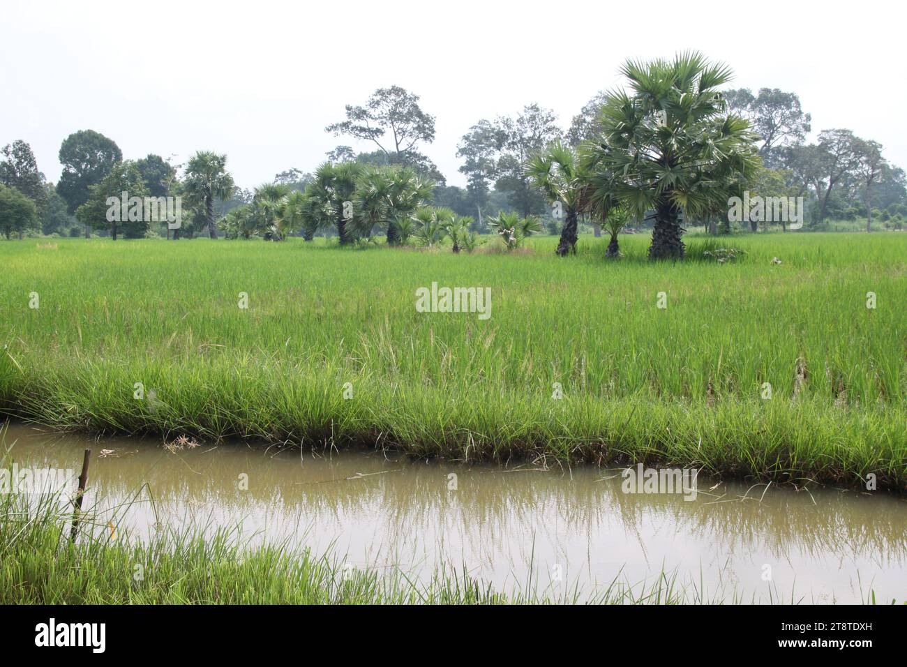 Cambodia Rice Fields, Siem Reap area Stock Photo - Alamy