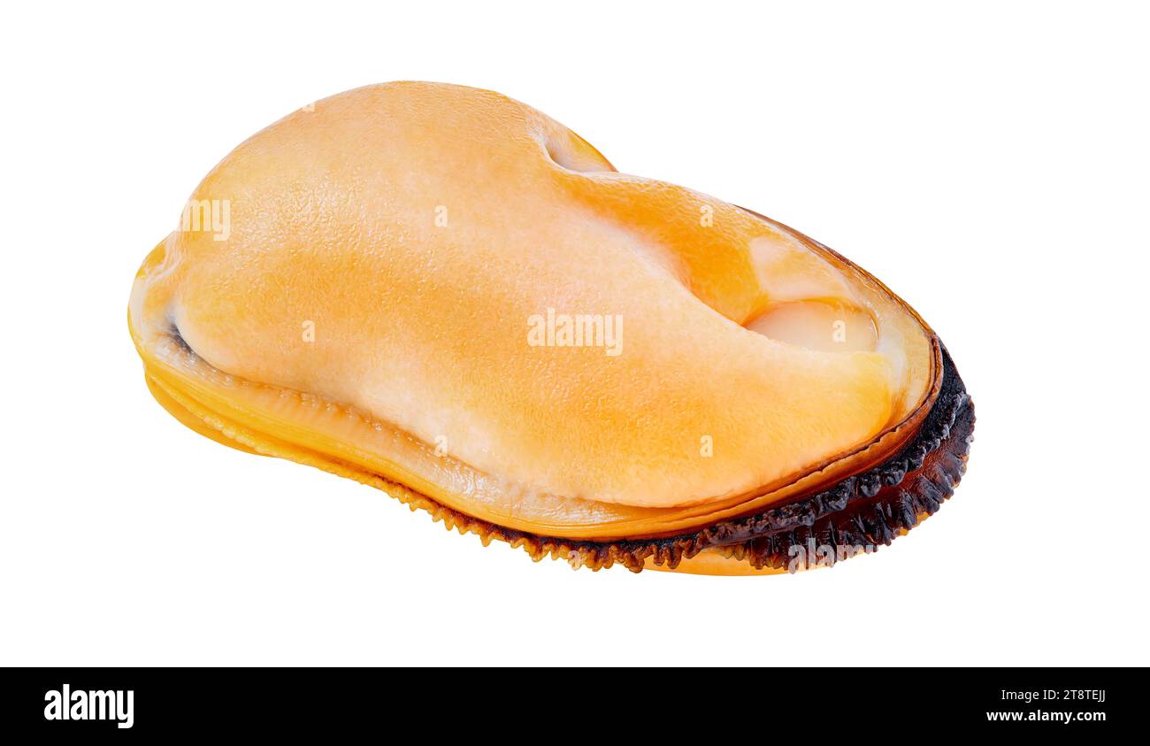 Mussel meat, one piece, cooked boiled isolated on white background with ...