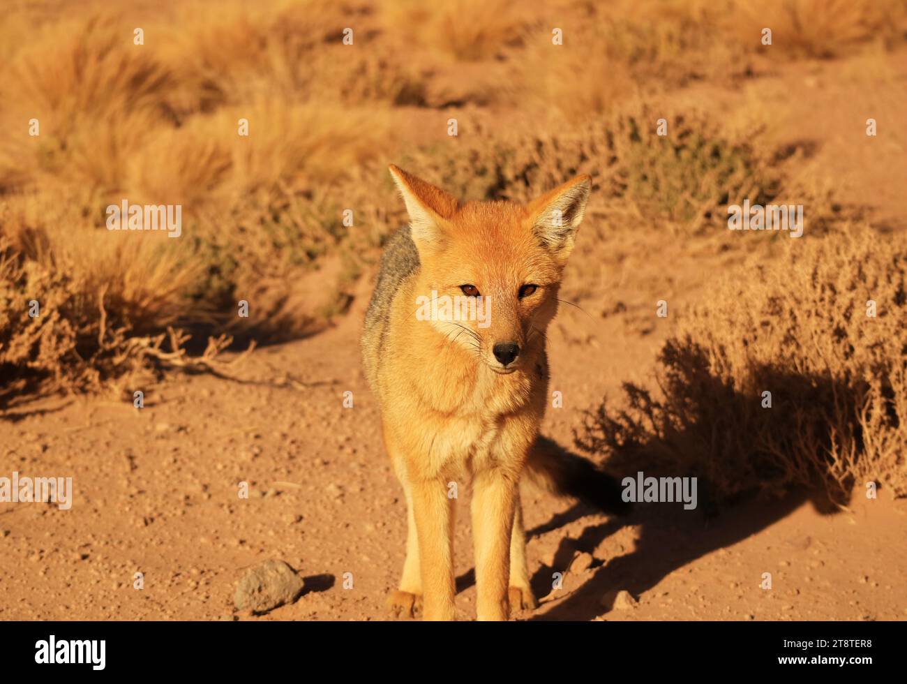 Beautiful Andean Fox Gracing in the Foothill Meadow of Atacama Desert ...