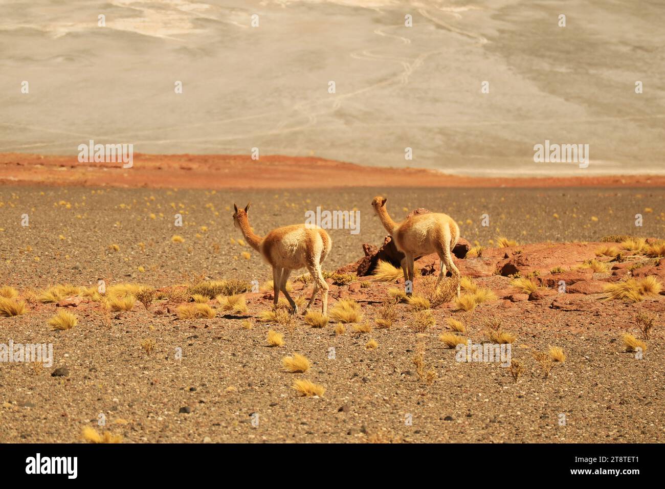 Pair of Wild Vicuna Grazing on the Arid Desert of Los Flamencos ...