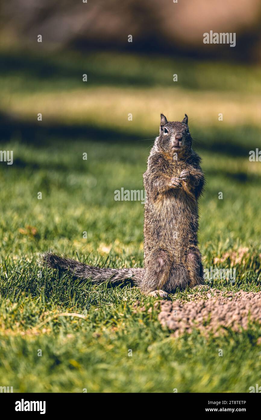 An adorable squirrel sitting on its hind legs in a lush green grassy ...