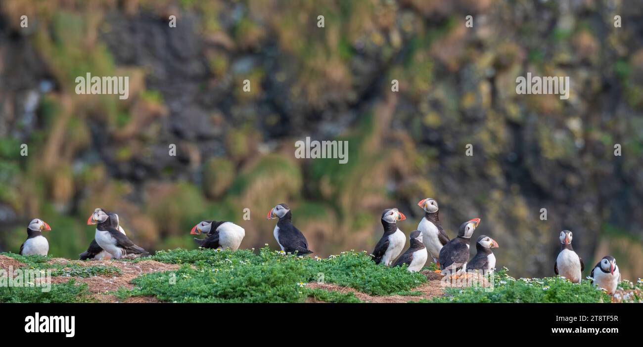 Puffins standing around in their colony on Skomer Island, Pembrokeshire ...