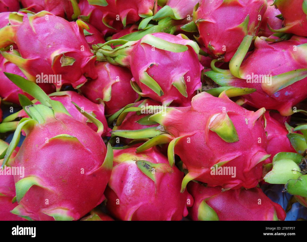 Pile of Fresh Ripe Dragon Fruits (Pitaya) For Sale on Local Market ...