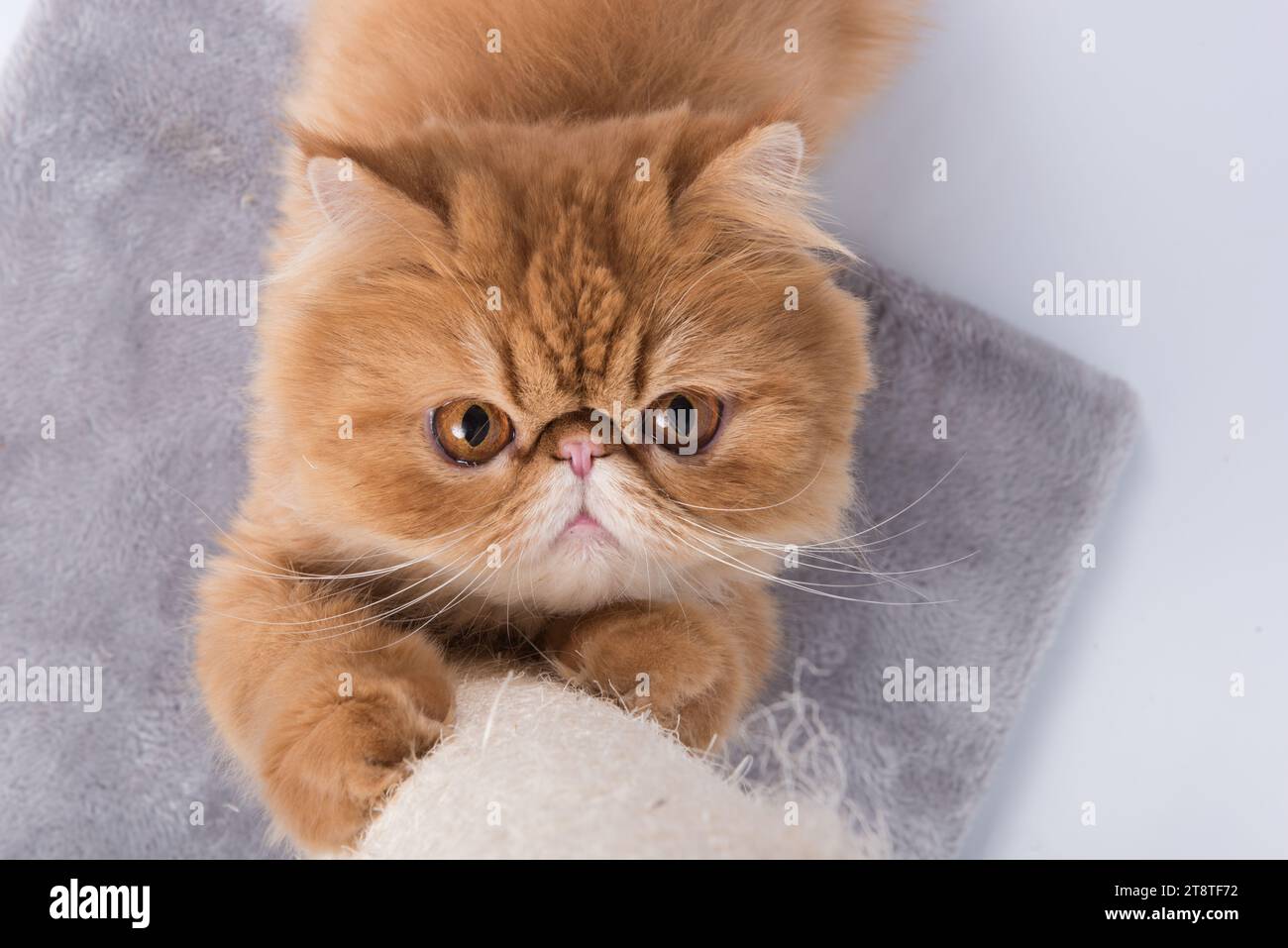 Red Persian Exotic Longhair cat sharpens its claws on the scratching ...