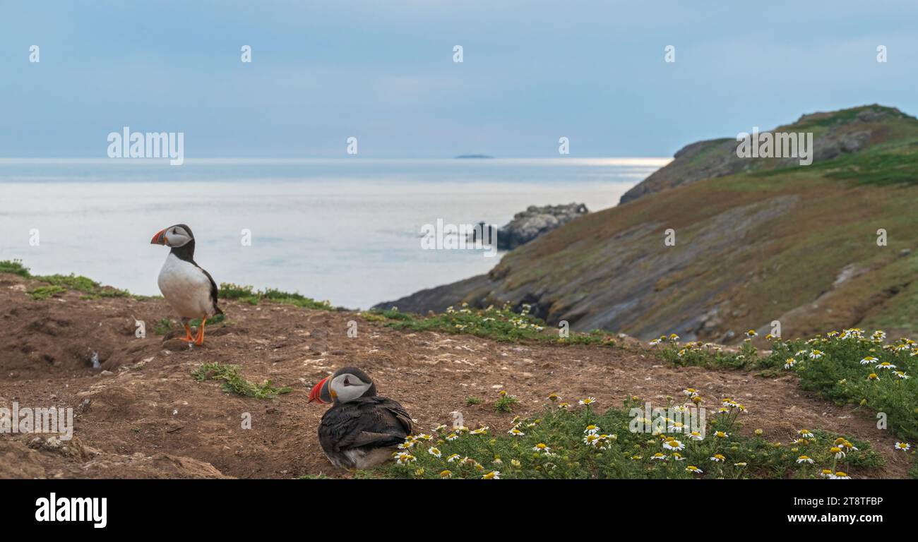 Puffins standing around in their colony on Skomer Island, Pembrokeshire ...
