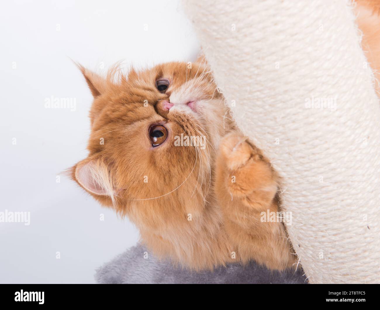 Red Persian Exotic Longhair cat sharpens its claws on the scratching ...