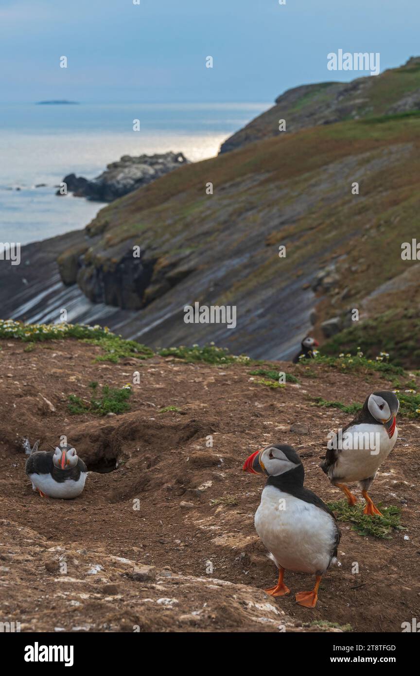 Puffins standing around in their colony on Skomer Island, Pembrokeshire ...