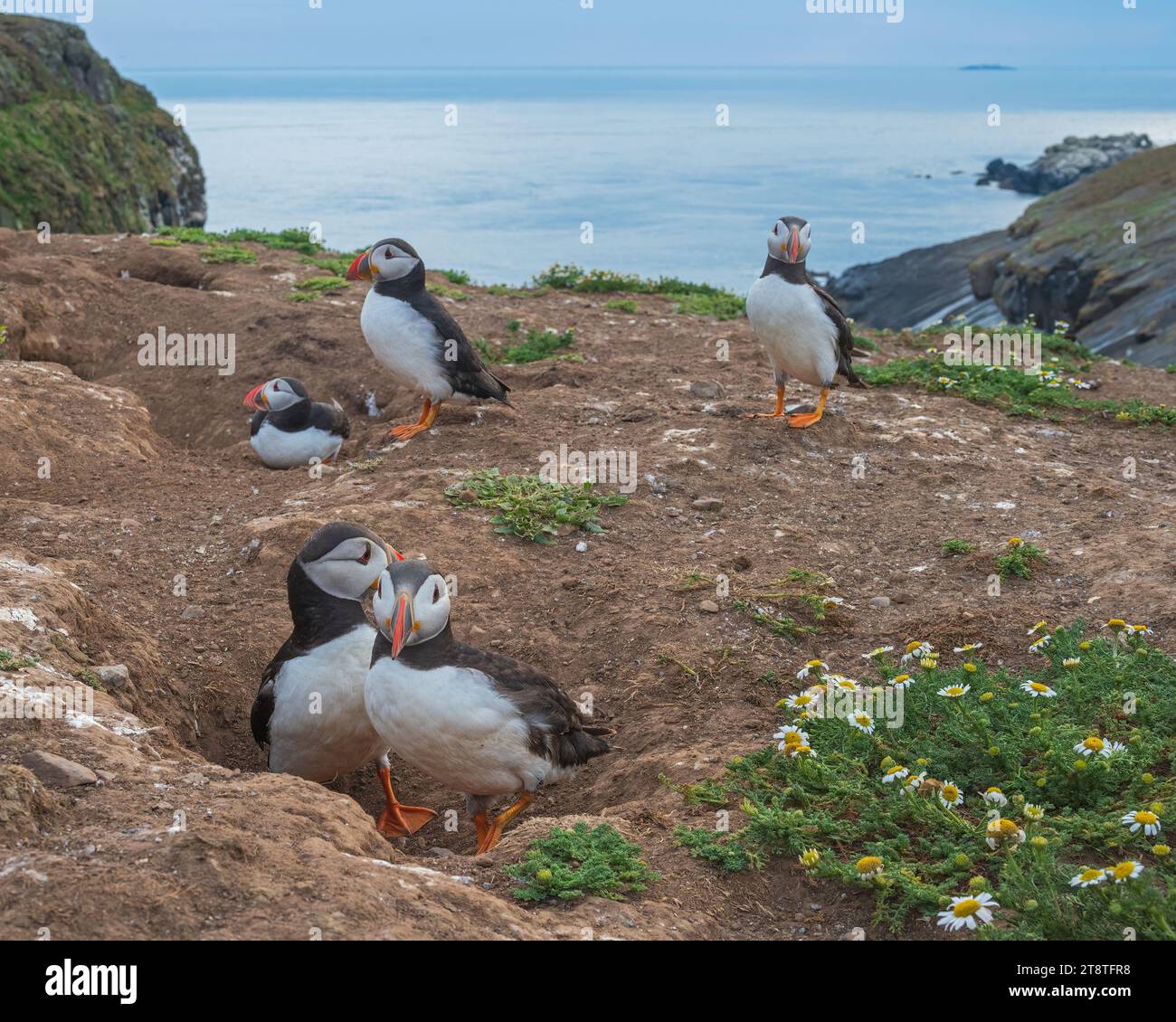 Puffins standing around in their colony on Skomer Island, Pembrokeshire ...