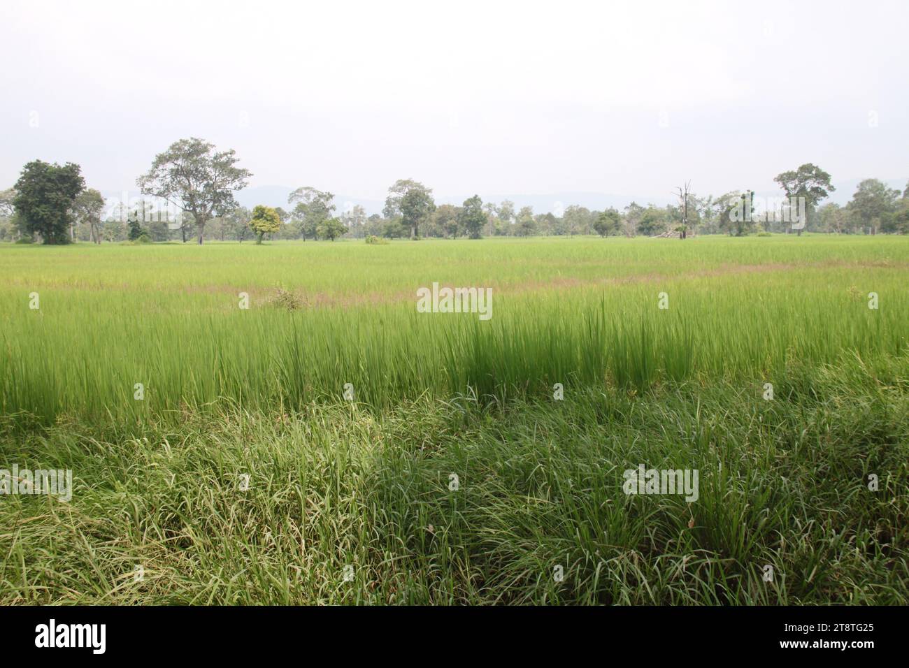 Cambodia Rice Fields, Siem Reap area Stock Photo - Alamy