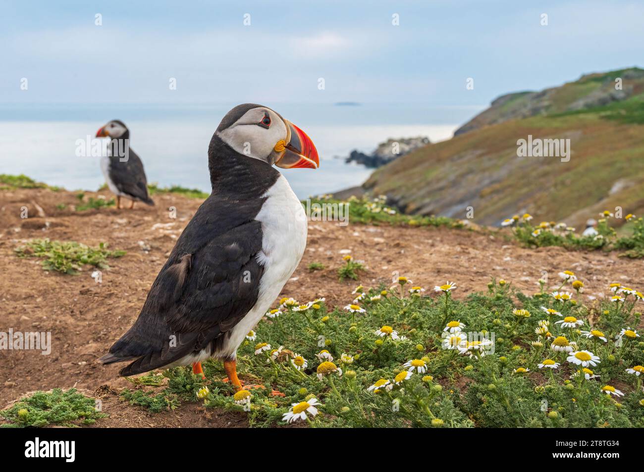 Puffins standing around in their colony on Skomer Island, Pembrokeshire ...