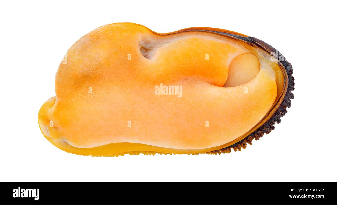 Mussel meat cooked boiled isolated on white background with clipping ...