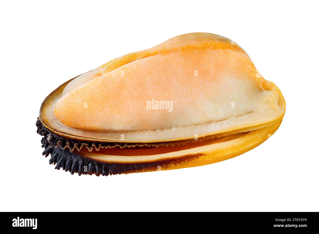 Mussel meat, one piece, side view, cooked boiled isolated on white ...