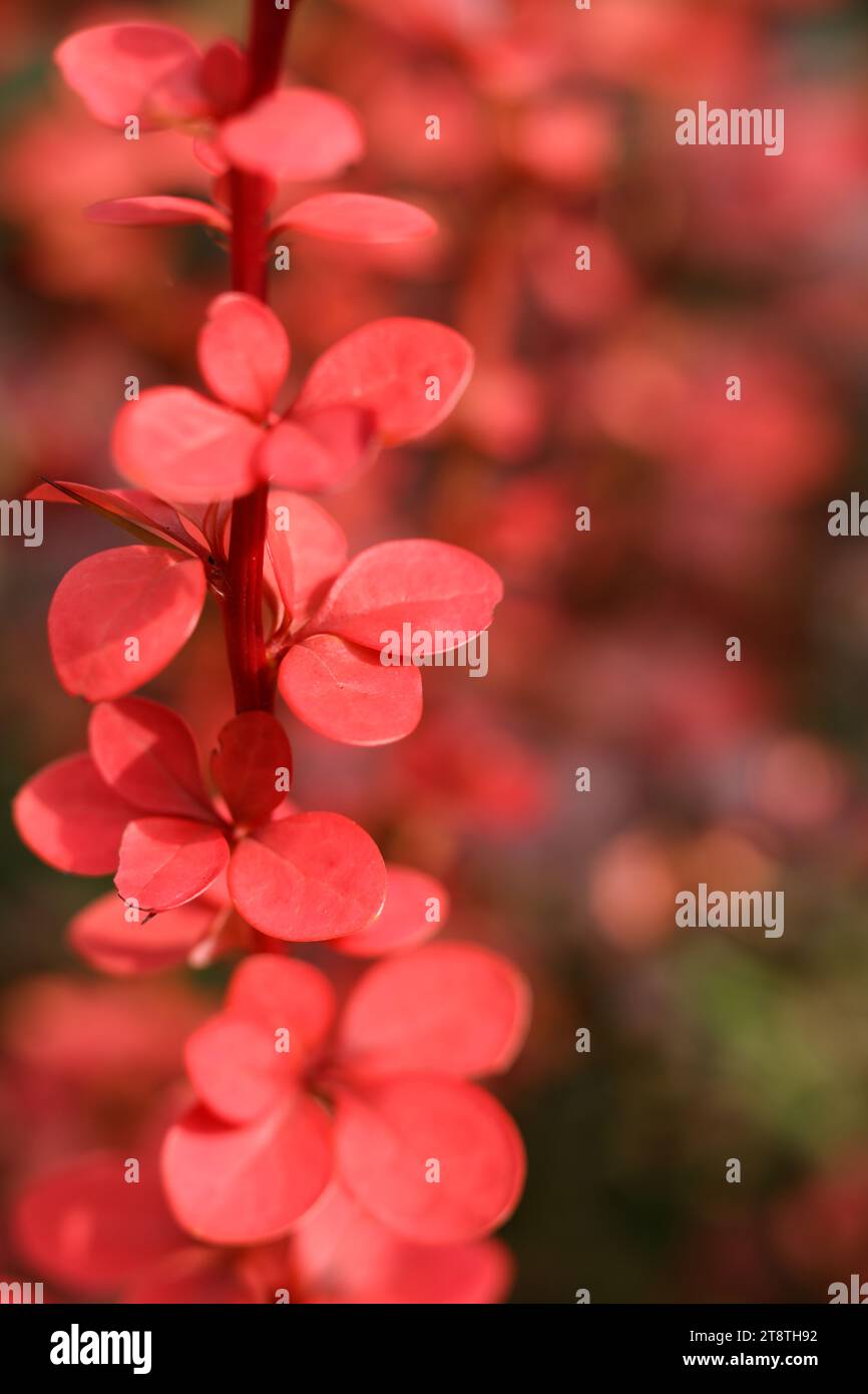 a selective focus macro shot of Orange Rocket Barberry, Berberis ...