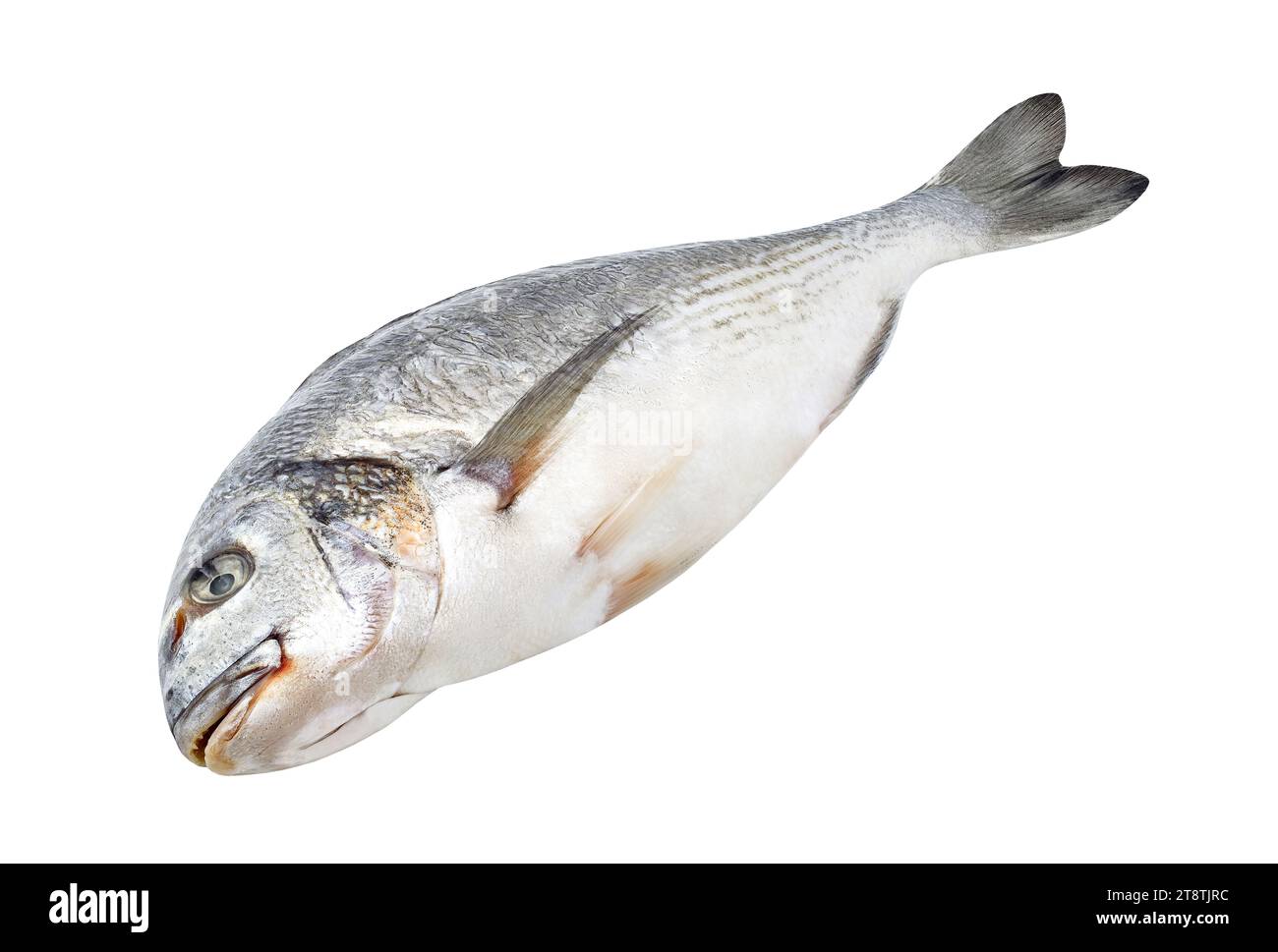 Dorada, whole fresh raw fish, source of omega 3, isolated on white ...