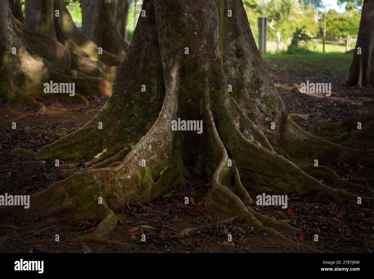 The large roots of Rudraksha trees, which provide bright blue sacred ...