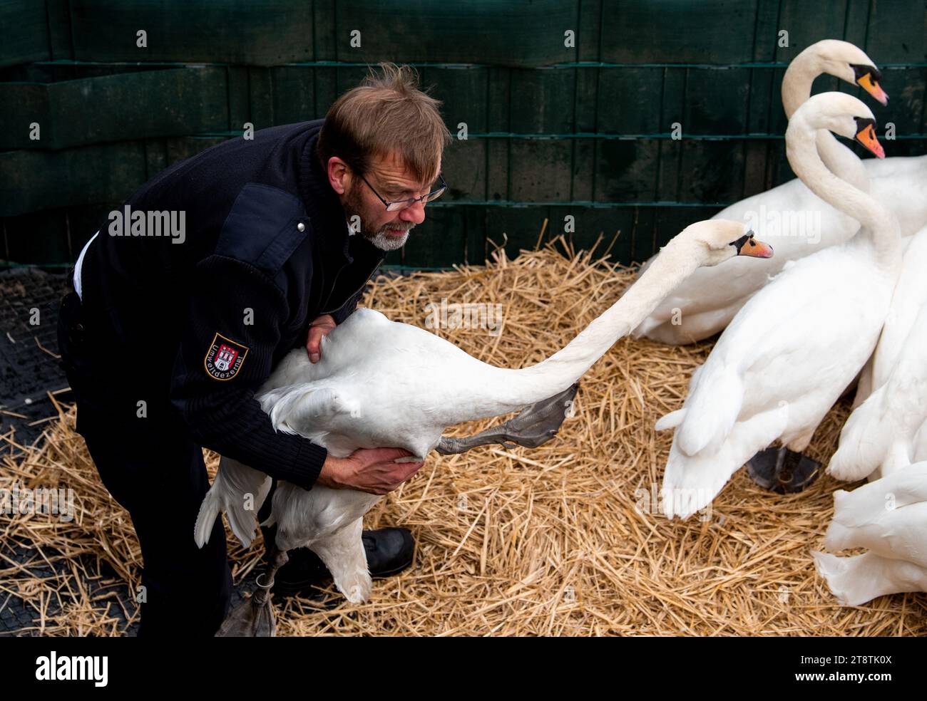 Hamburg, Germany. 21st Nov, 2023. Olaf Nieß, Hamburg's swan father, catches a swan on a pontoon ...