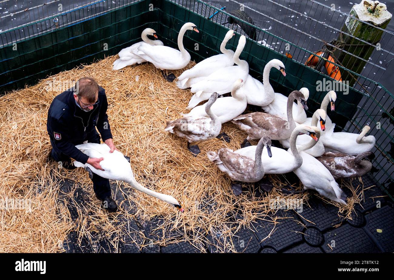 Hamburg, Germany. 21st Nov, 2023. Olaf Nieß, Hamburg's swan father ...