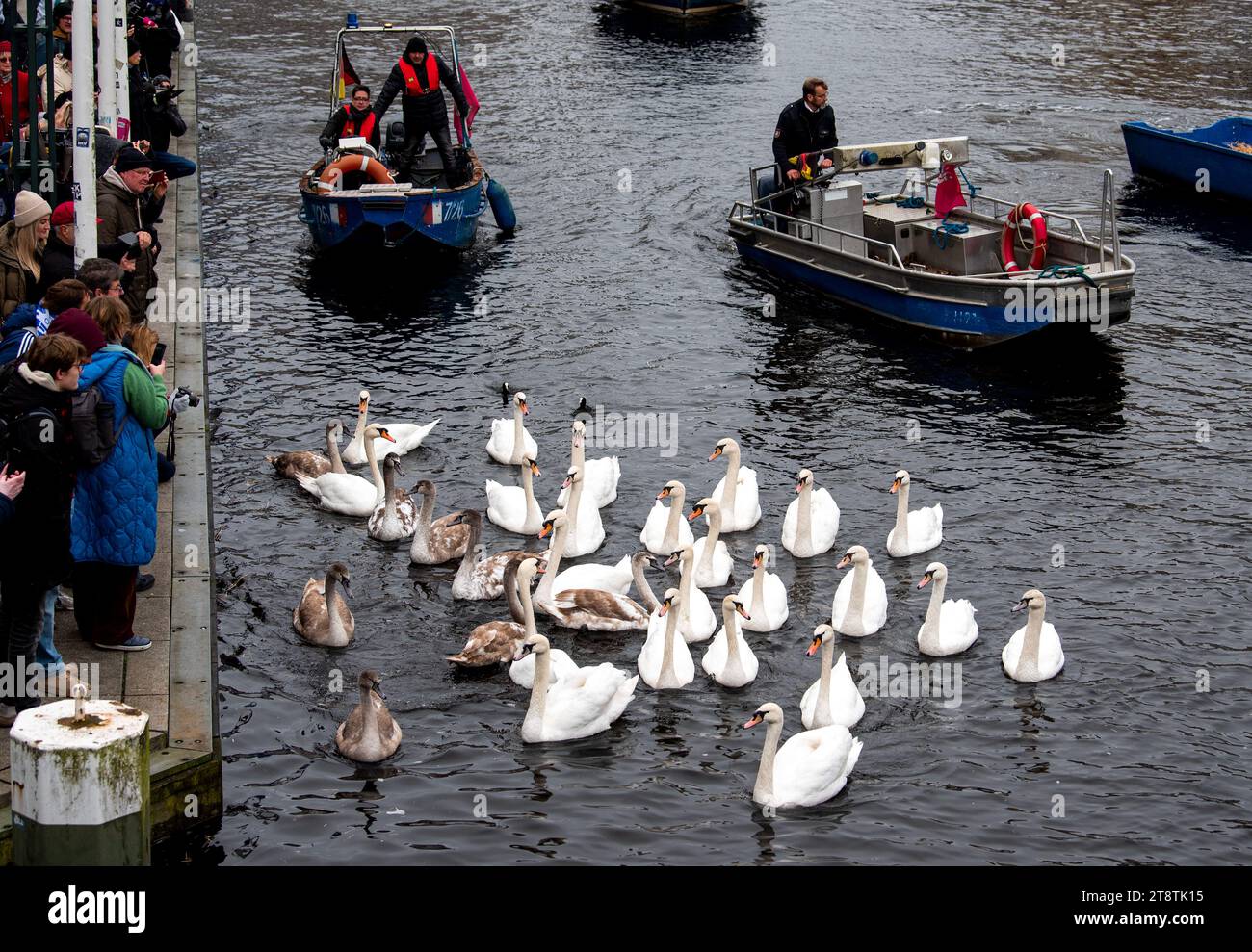 Hamburg, Germany. 21st Nov, 2023. Swans are herded together in the ...