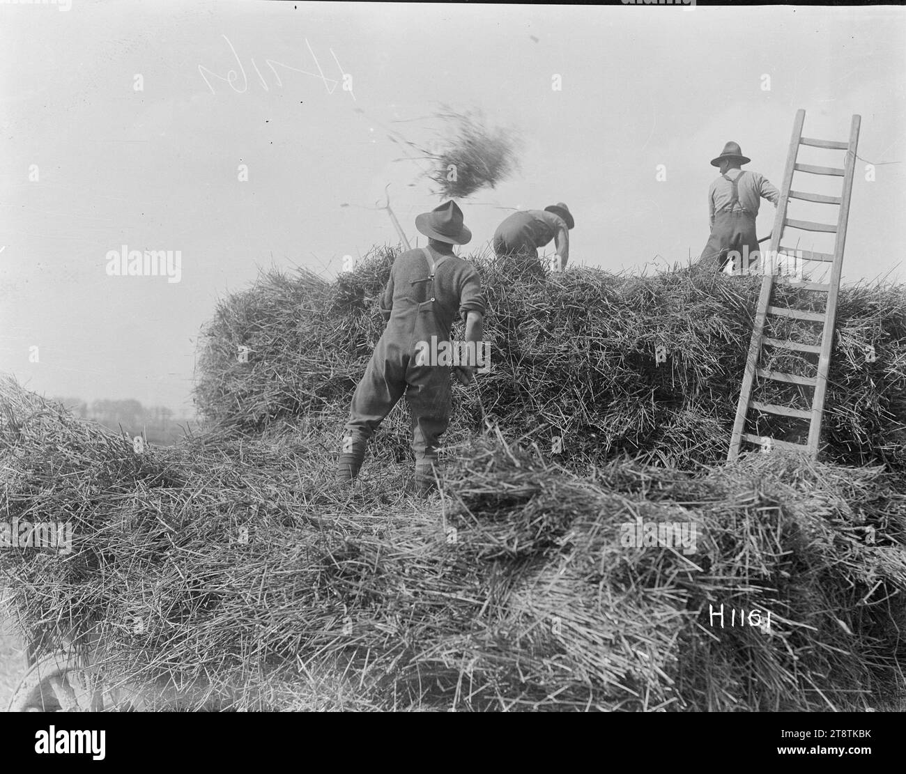 New Zealand soldiers helping with the harvest in World War I, New ...