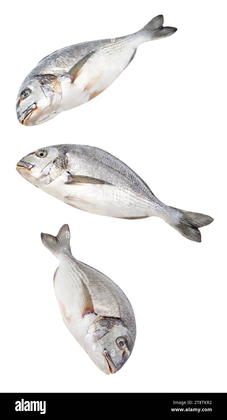 Dorada, whole fresh raw fish, three pieces, falling, hanging, flying ...