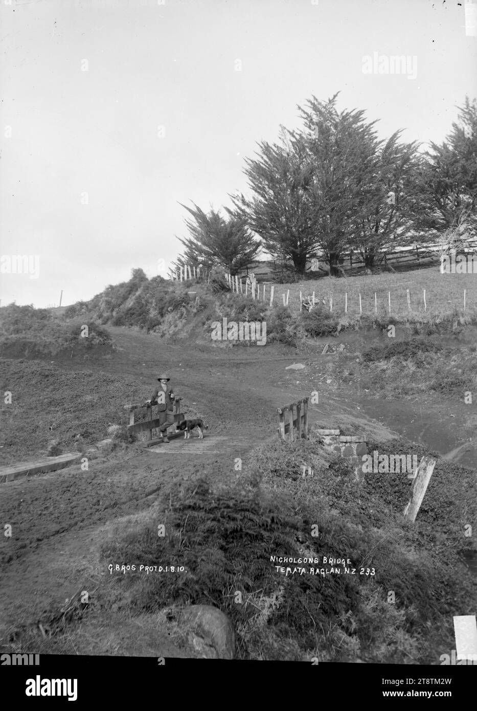 Nicholson's Bridge, Te Mata, near Raglan, New Zealand, 1910, A man with ...