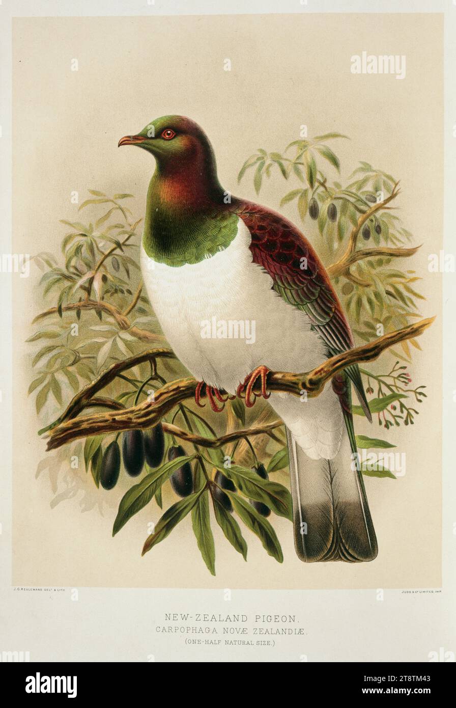 Keulemans, John Gerrard 1842-1912: New Zealand pigeon. Carpophaga Novae ...