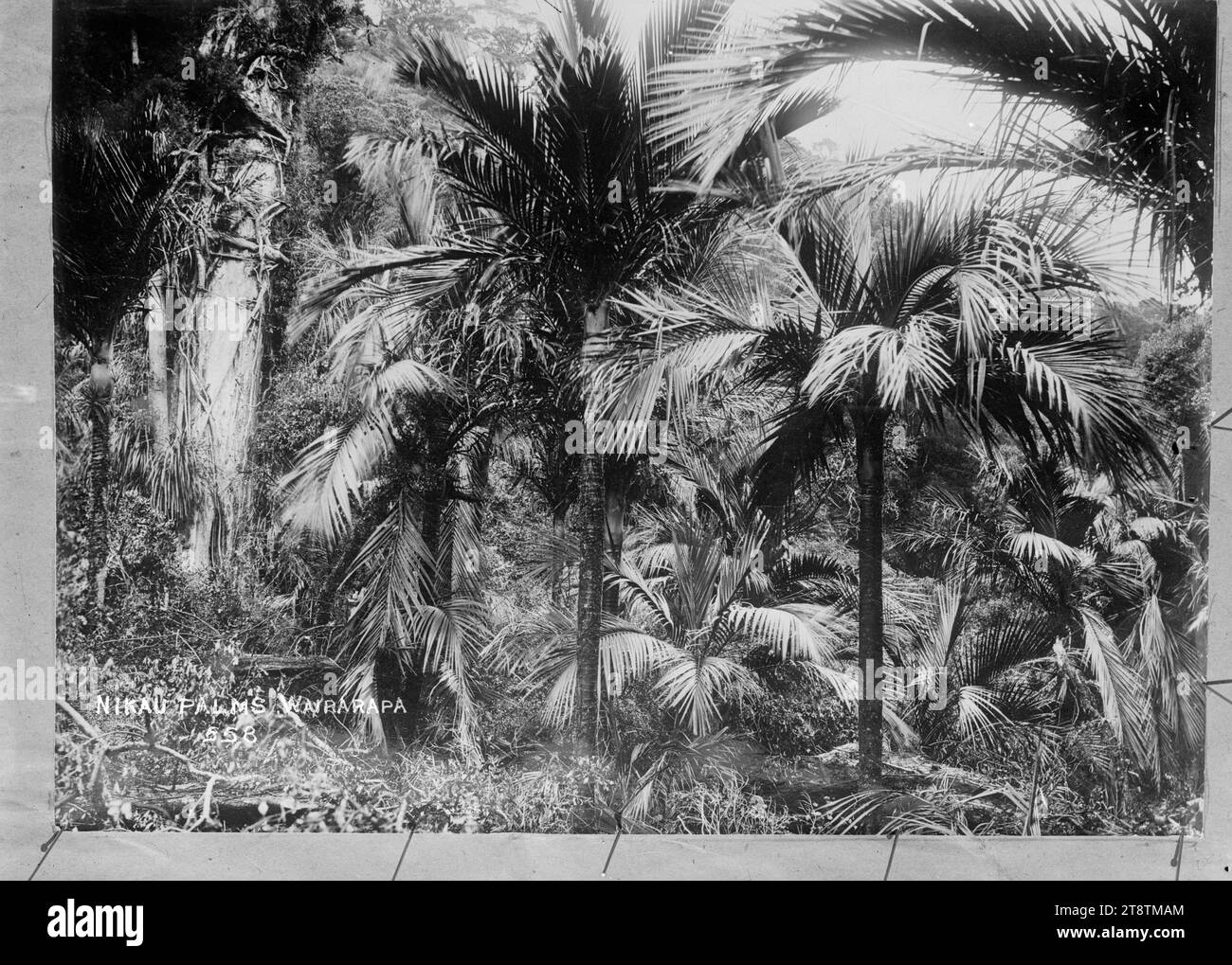 Nikau palms in the Wairarapa, View of a glade of nikau palms in the ...