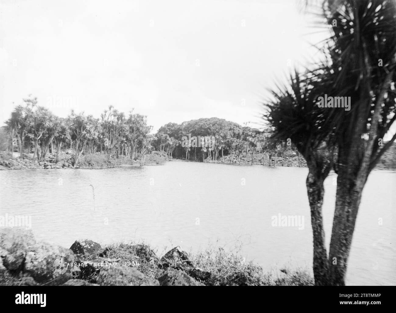 View of Cabbage Tree Lake, Auckland, New Zealand, View of a small lake ...