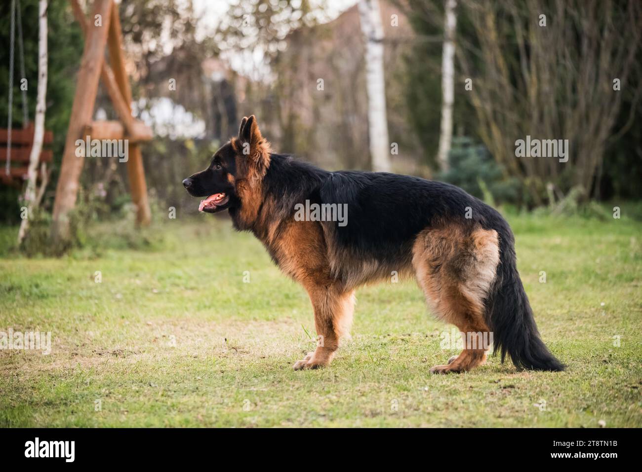 German Shepherd standing, isolated on nature background Stock Photo - Alamy
