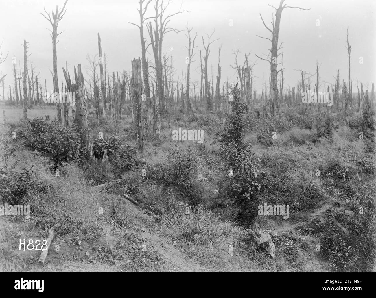 The damaged trees in Gommecourt Wood, France, World War I, A general ...