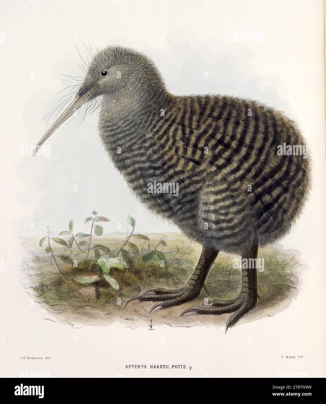 Adult female great spotted kiwi hi-res stock photography and images - Alamy