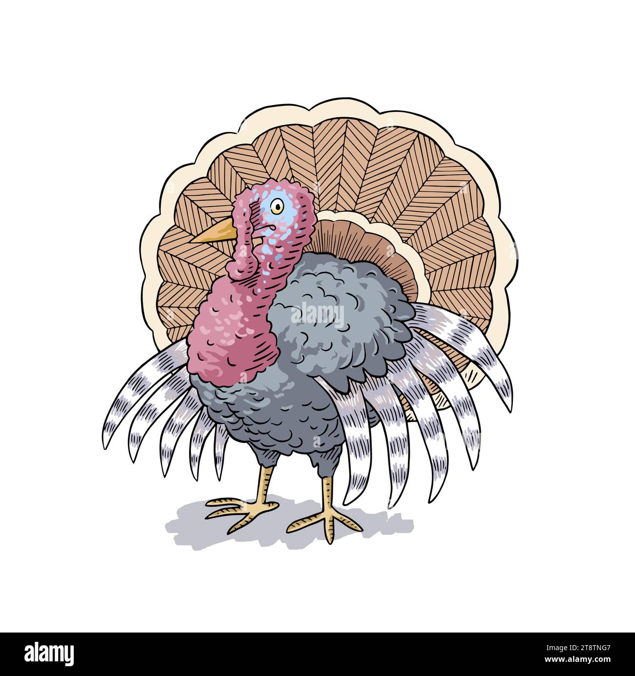 Turkey Feathers Vector