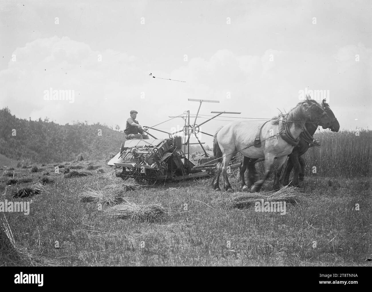 Horse-drawn thresher, Man on a horse-drawn thresher in early 1900s ...