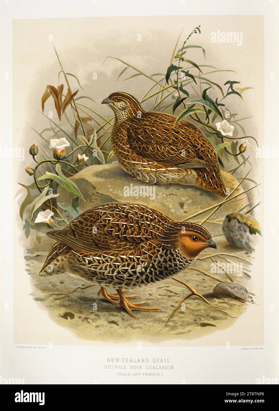Quail male and female hi-res stock photography and images - Alamy