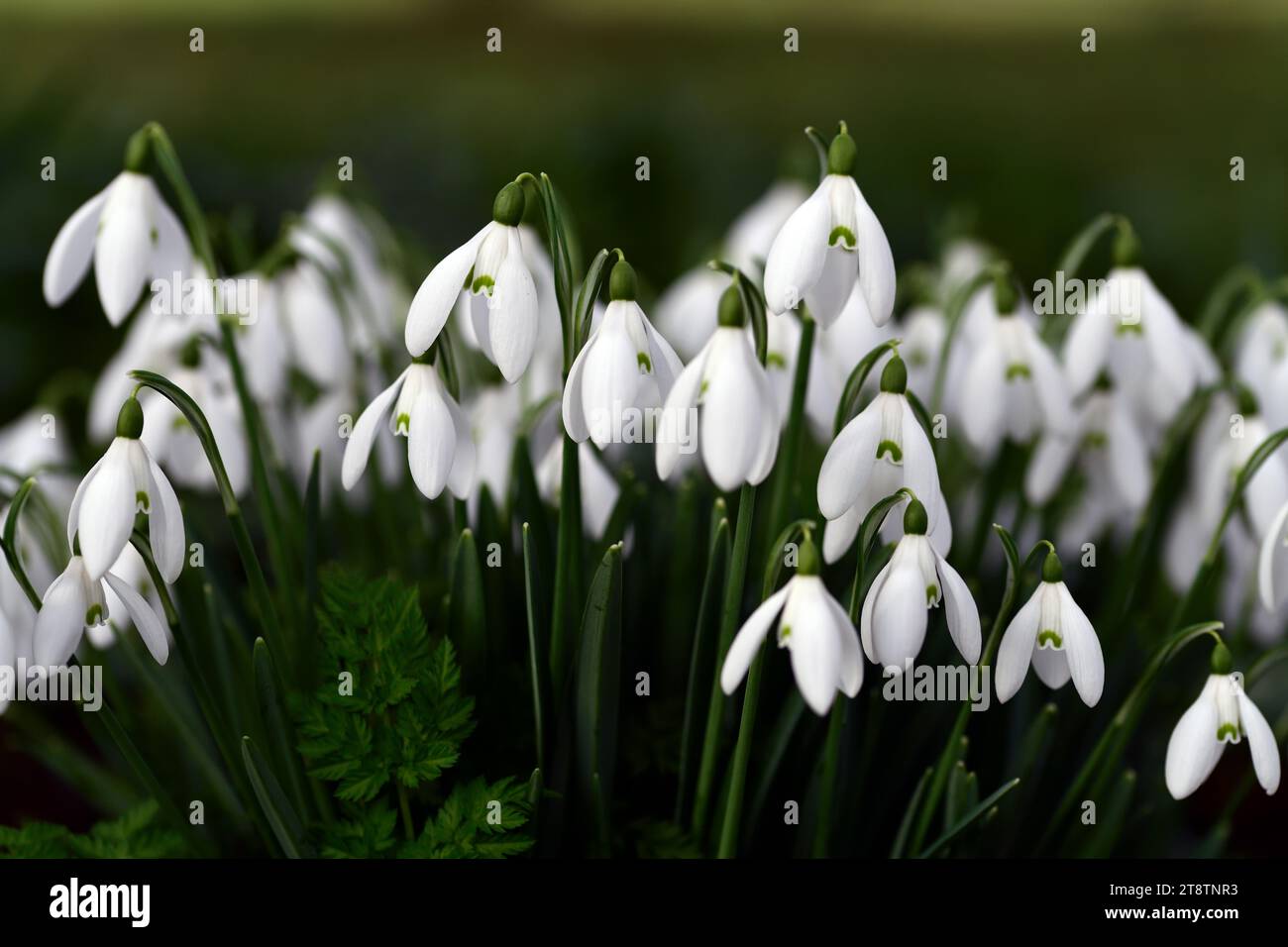 snowdrops; galanthus nivalis; snowdrop; clump; clumps; group; flowering ...