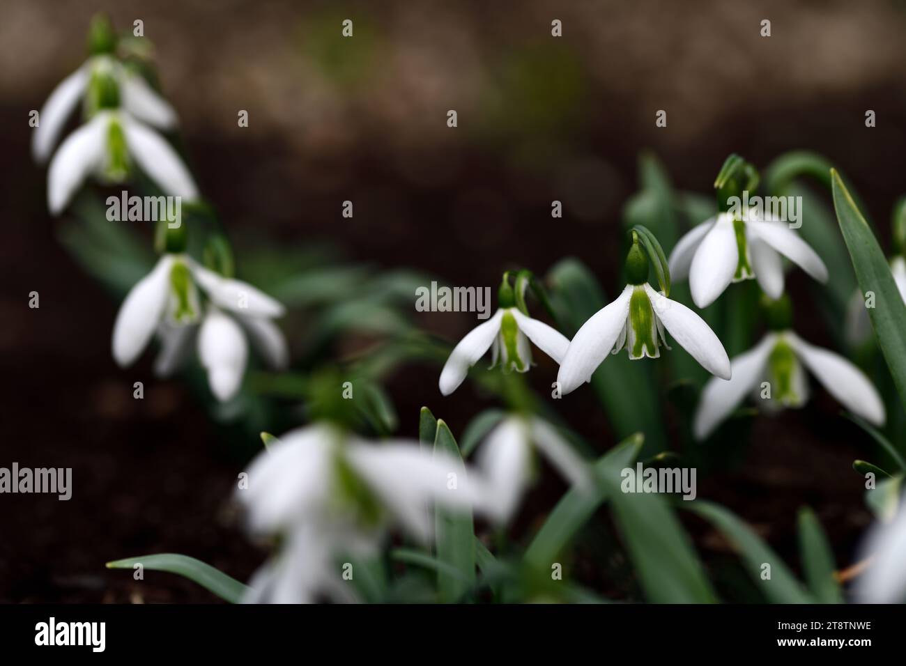 Galanthus Dr Rogerson No 2,Galanthus Dr Rogerson Number 2, hybrid ...