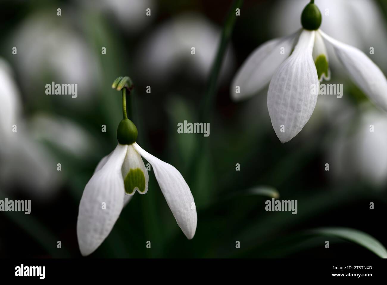 Galanthus Dodo Norton; hybrid snowdrop; hybrid galanthus; hybrid ...