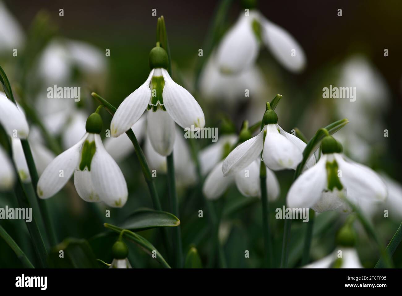 Galanthus grave concern hi-res stock photography and images - Alamy