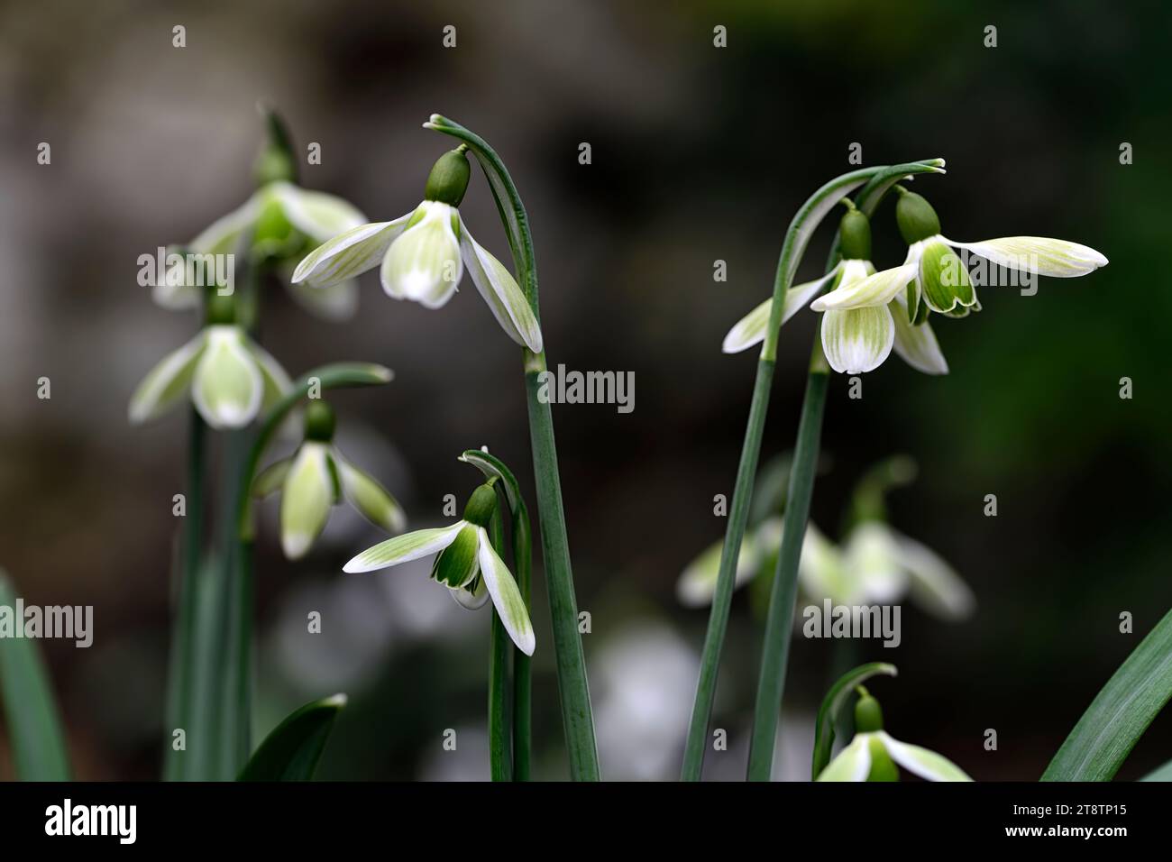 Galanthus Green Tear,virescent snowdrop,nivalis hybrid,hybrid snowdrop ...