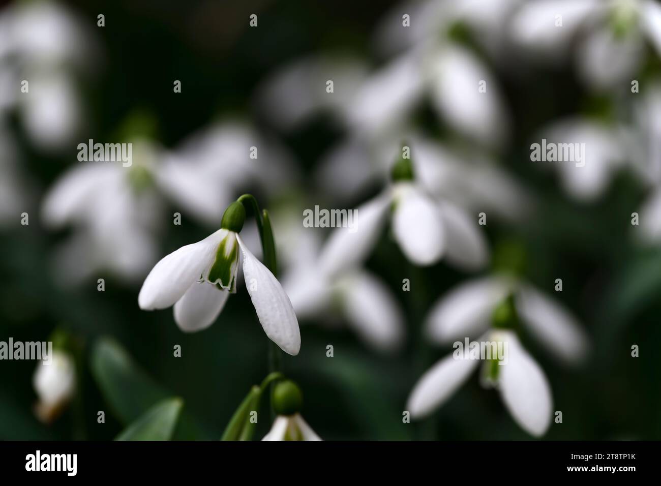 Galanthus plicatus John Long,hybrid galanthus; hybrid snowdrops ...