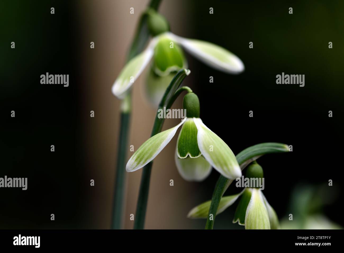 Galanthus Green Tear,virescent snowdrop,nivalis hybrid,hybrid snowdrop ...