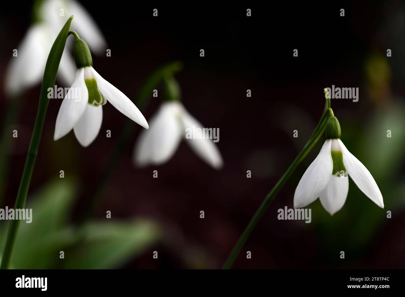 Galanthus Jubilee Green,Elwesii hybrid galanthus; hybrid snowdrops ...
