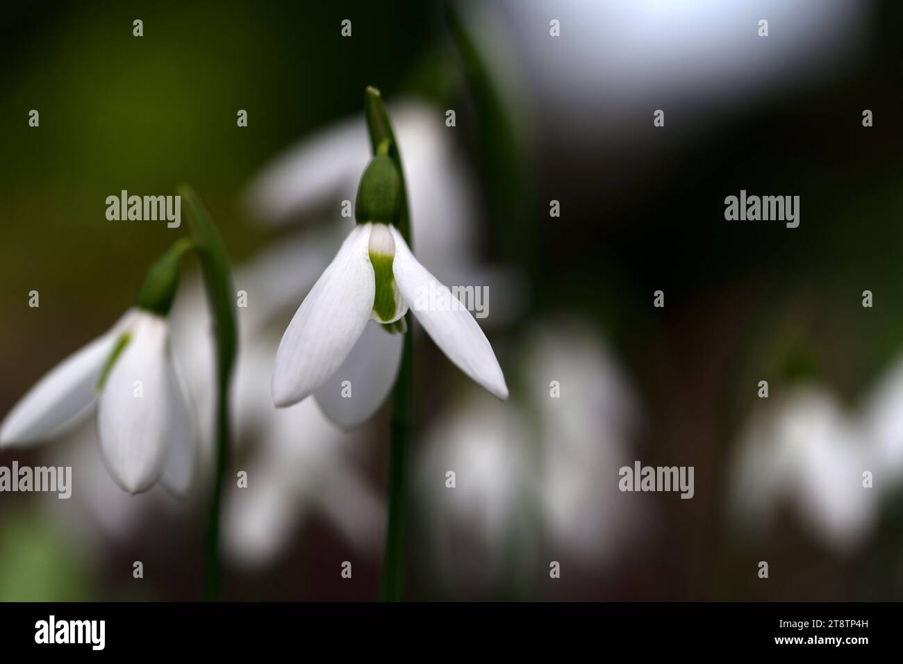 Galanthus jubilee green hi-res stock photography and images - Alamy
