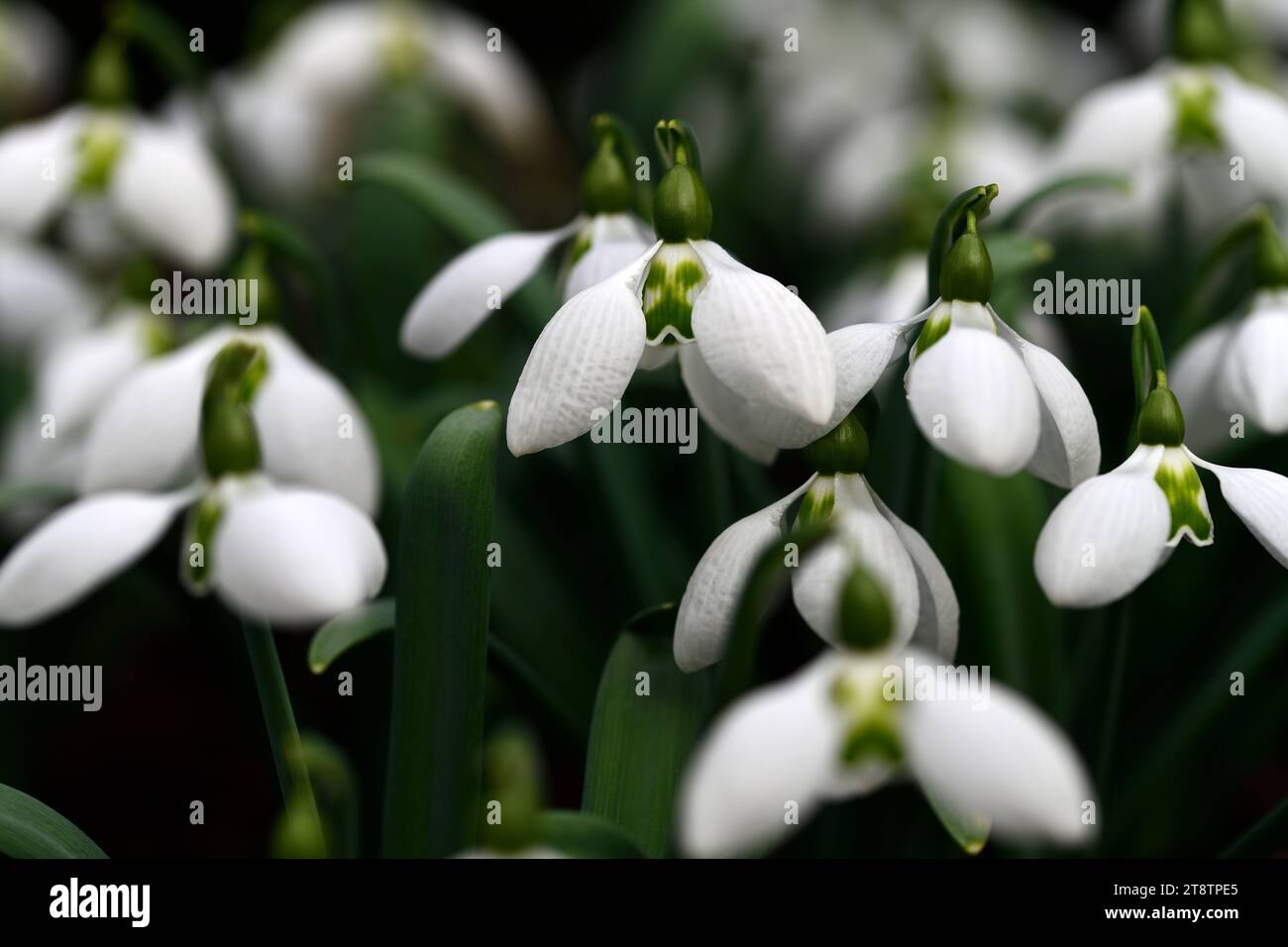 Galanthus Rodmarton Arcturus,hybrid galanthus; hybrid snowdrops ...