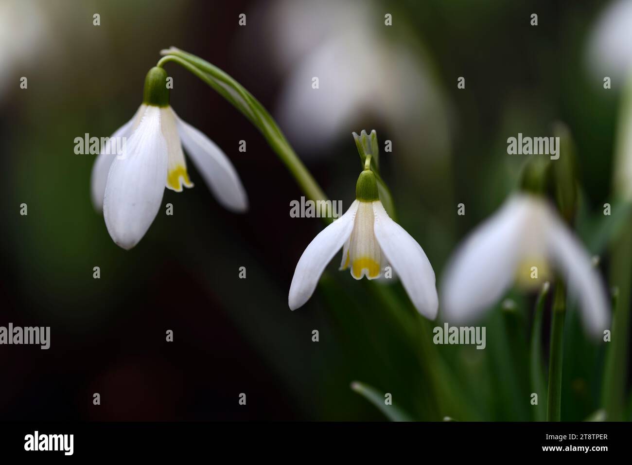 Galanthus terrys yellow hi-res stock photography and images - Alamy