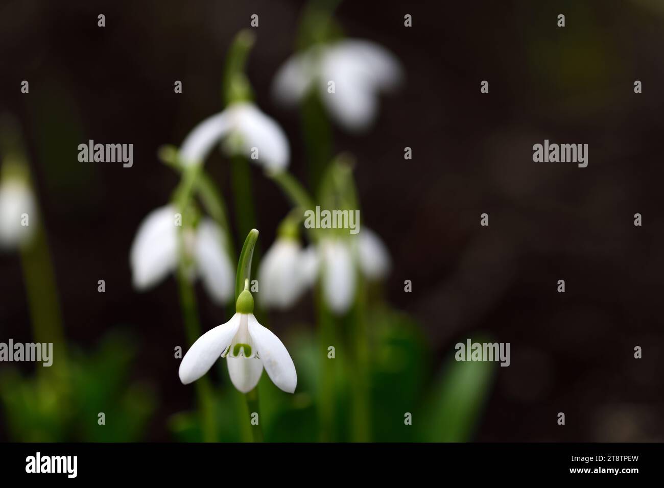 Galanthus Rodmarton Capella,hybrid galanthus; hybrid snowdrops; hybrids ...