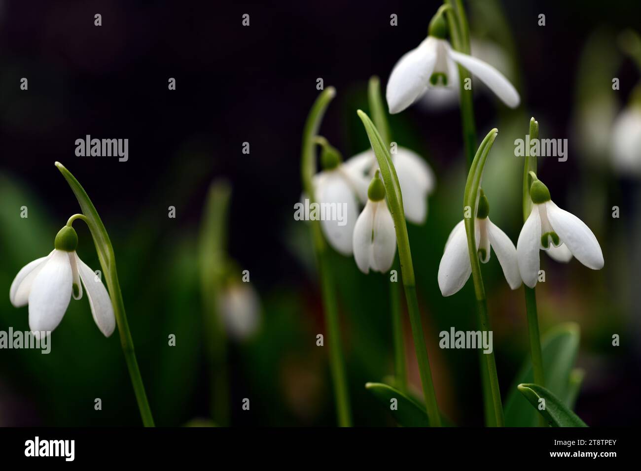 Galanthus Rodmarton Capella,hybrid galanthus; hybrid snowdrops; hybrids ...